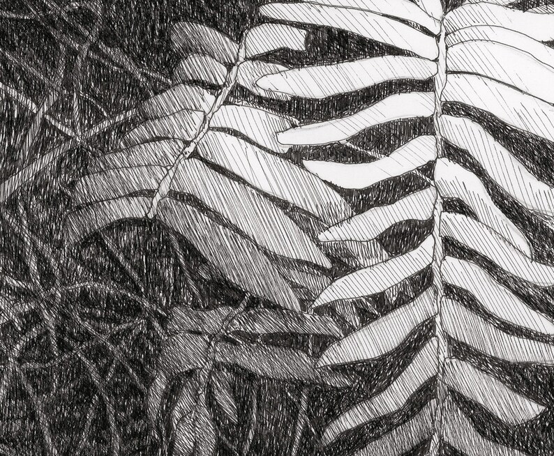Fern,ferns,everglade Art,pen and Ink Drawing,tropical Art,everglade ...