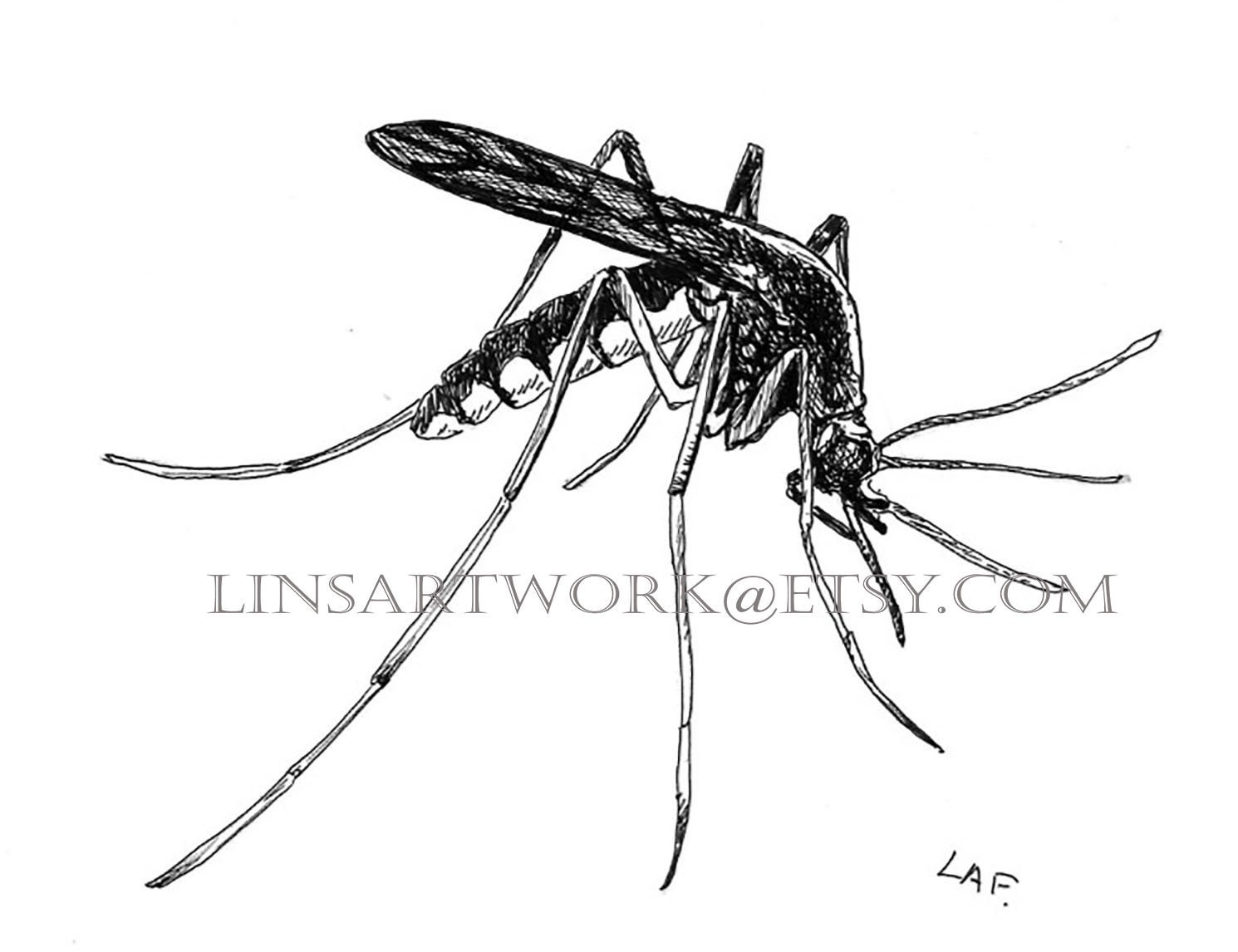 Mosquito Bug Original Drawings, Insect Art, Bug Art,original Drawing ...