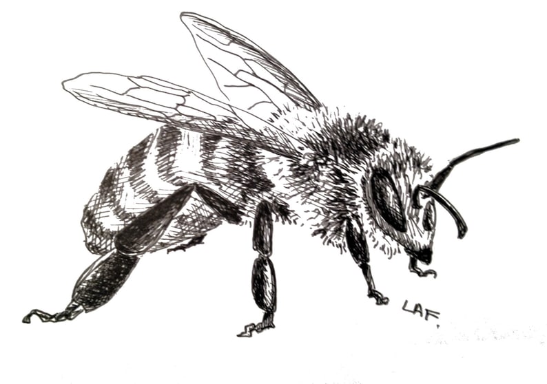 Yellow Jacket Original Drawing,insect Prints,pen and Ink Drawing ...
