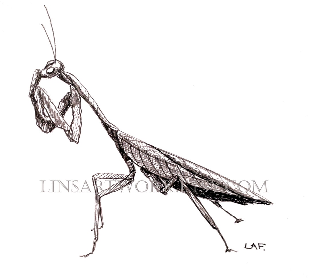 Downloadable Praying Mantis Print, Praying Mantis Print,pen and Ink ...