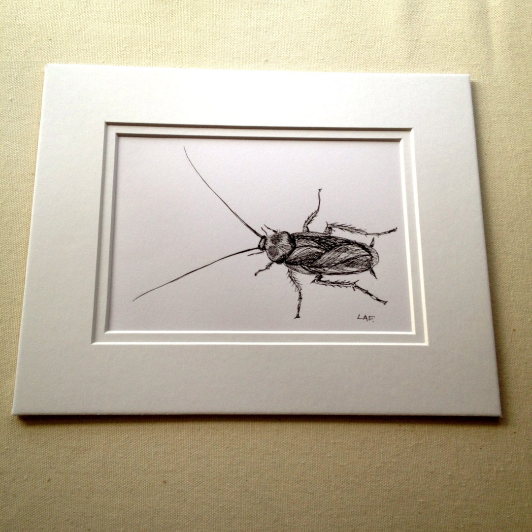 Cockroach Art, Insect Prints, Original -german Cockroach in Black Pen ...