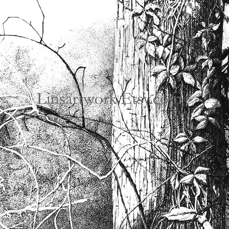 Virginia Creeper - Etsy