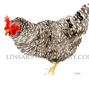Plymouth Barred Rock Hen. Watercolor Hen Art, Barred Rock Hen Art ...