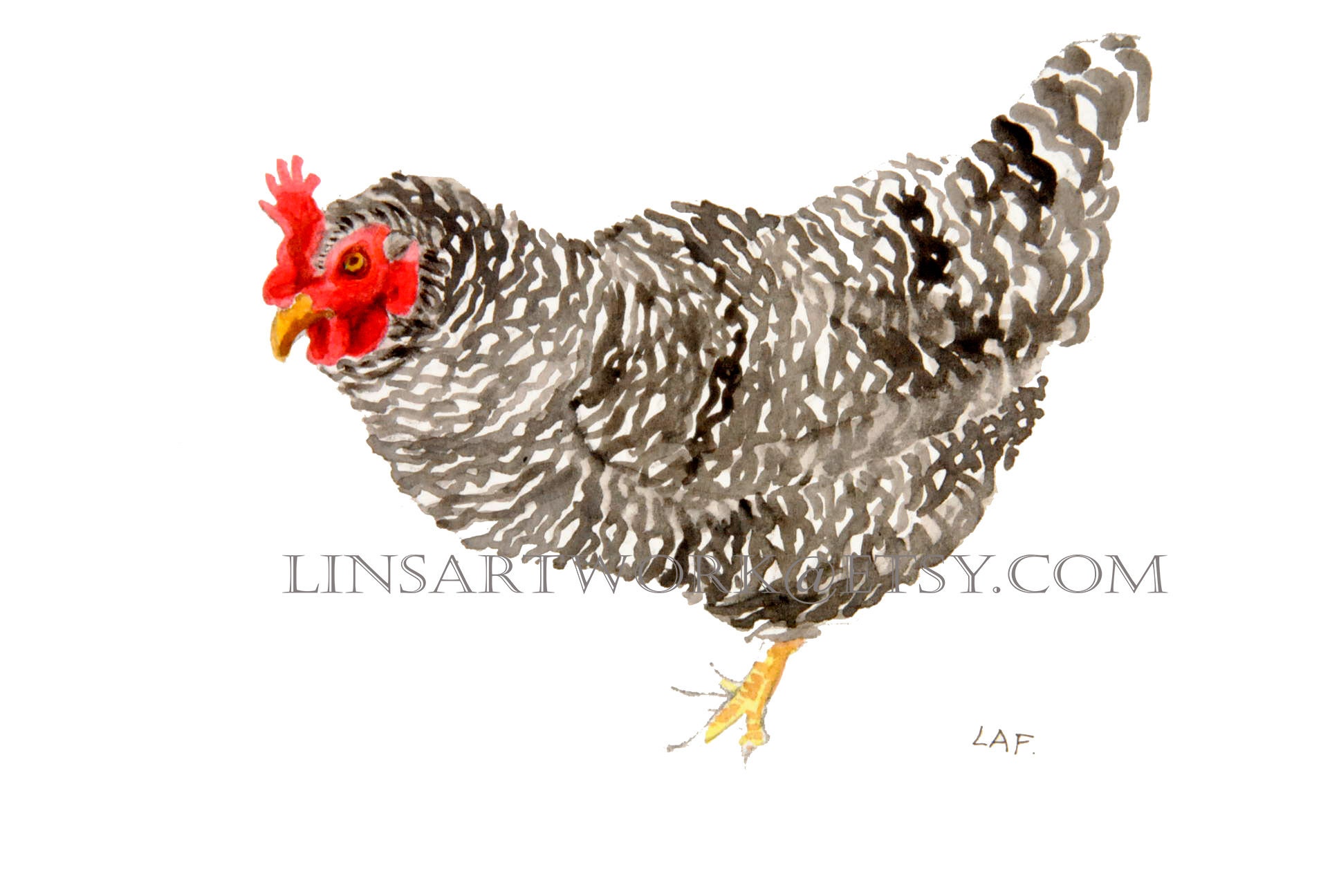 Barred Rock Chicken Drawing