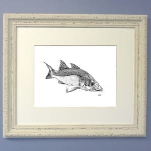 Downloadable Snook Fish Print,pen and Ink Drawing of a Snook ,black and ...