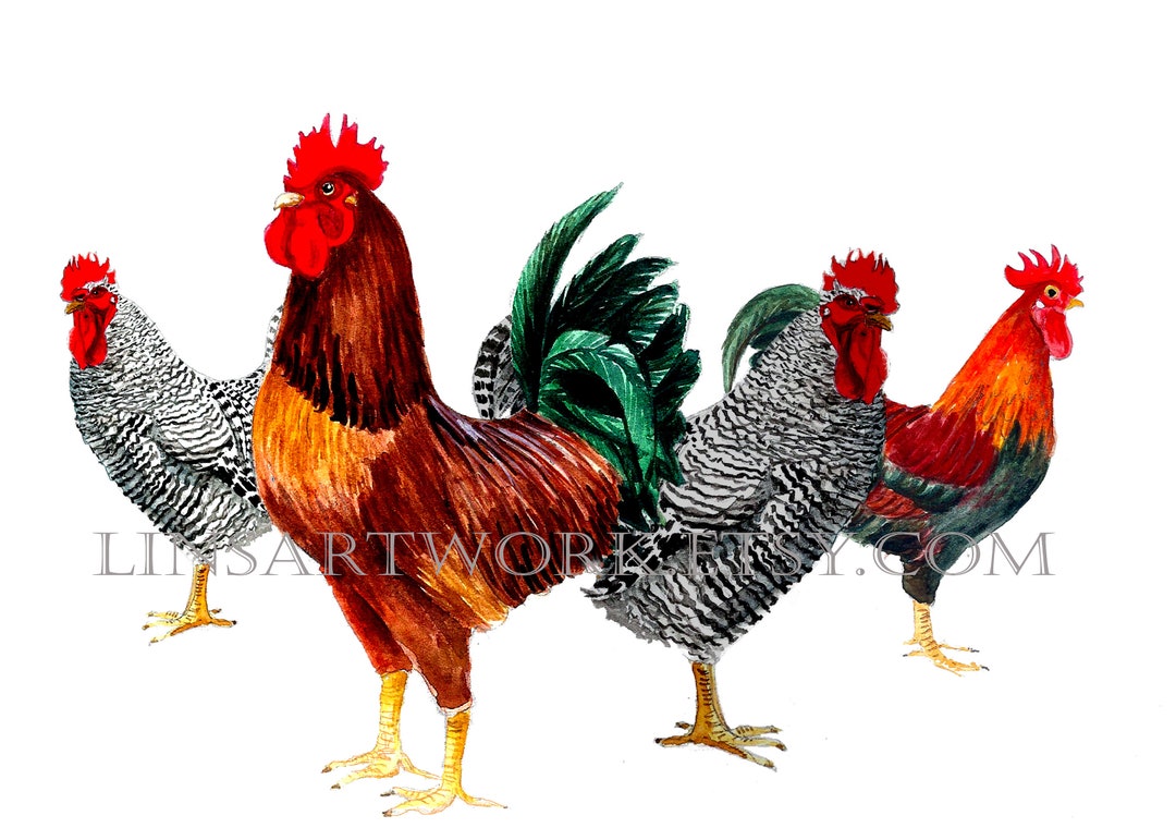 Rooster Pen and Ink Drawing, Chicken Prints Art (digital Download) - Etsy