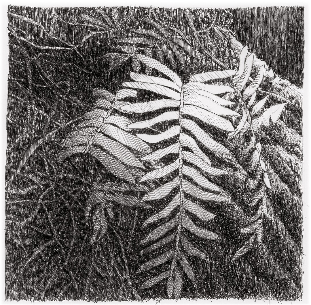 Fern,ferns,everglade Art,pen and Ink Drawing,tropical Art,everglade ...