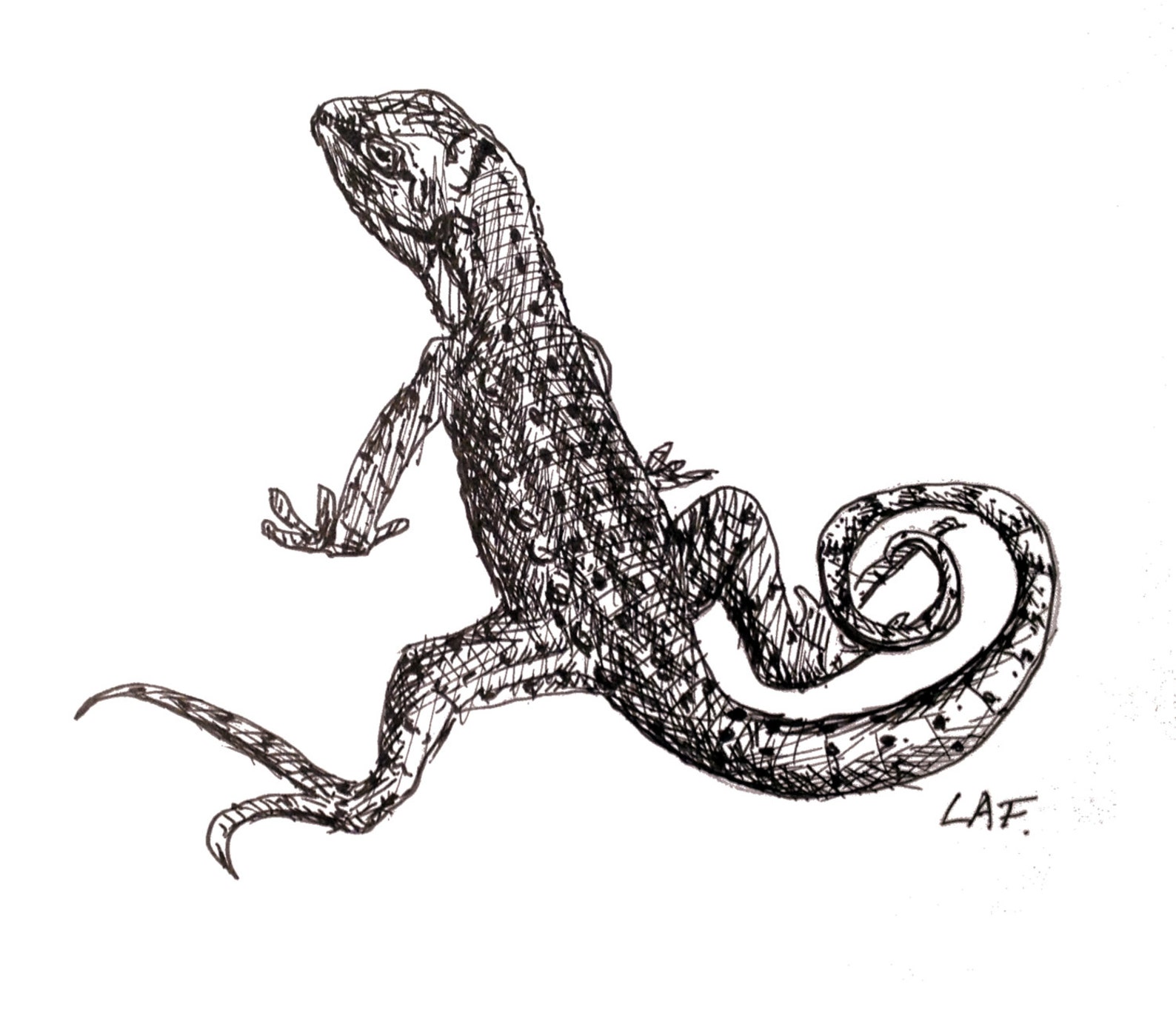 Gecko art gecko printOriginal pen and ink Drawinglimited | Etsy