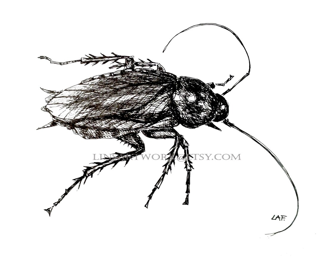 Palmetto Bug Pen and Ink Drawing (digital Download) - Etsy
