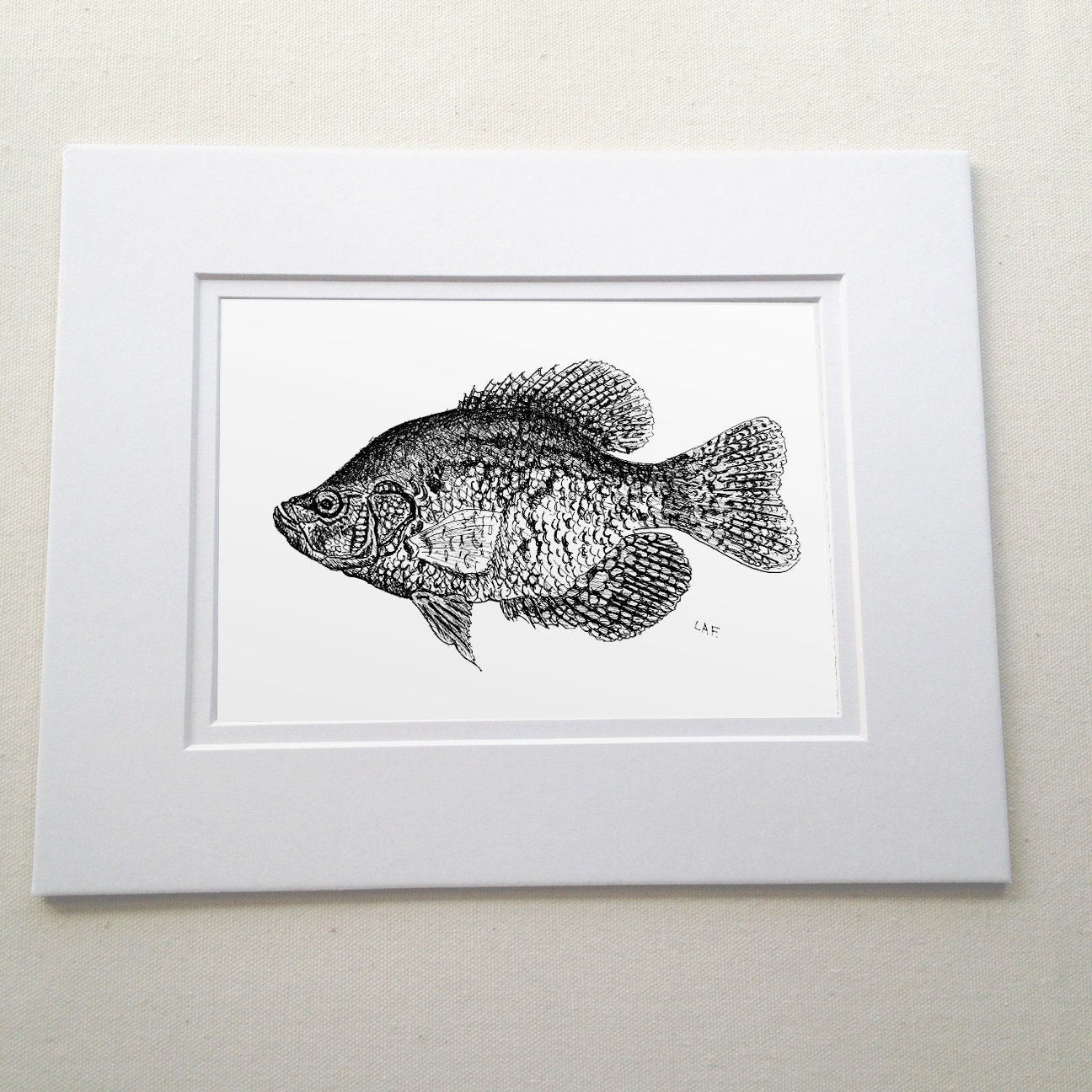Original Black Crappie Print of Drawing,fish Art,fish Drawings,tropical ...