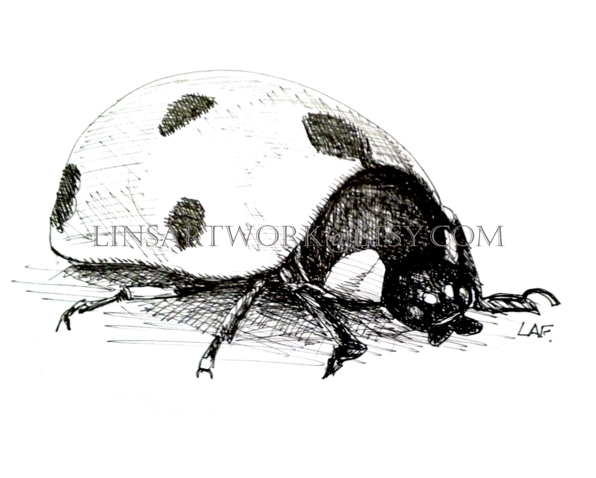 Bug Pen Drawings