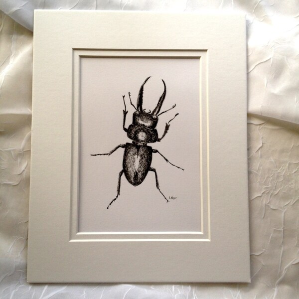 Insect Drawing - Etsy