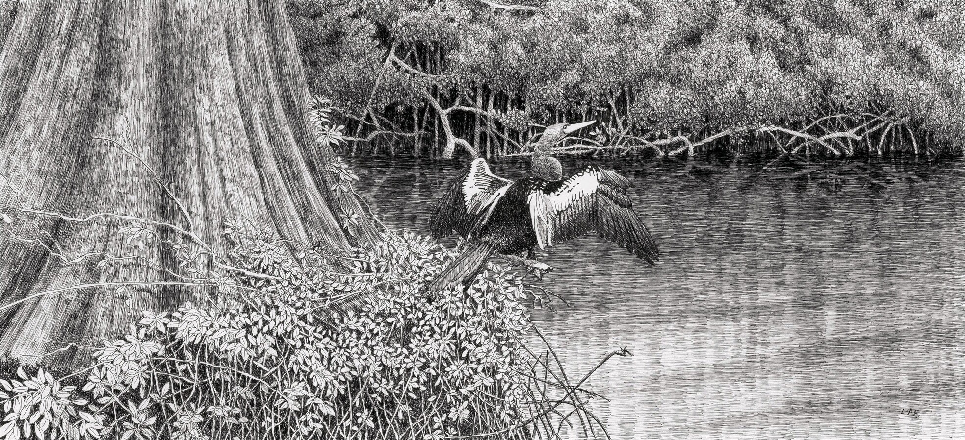 Original Anhinga Bird Drawing,everglade Art,pen Ink Drawing,tropical ...