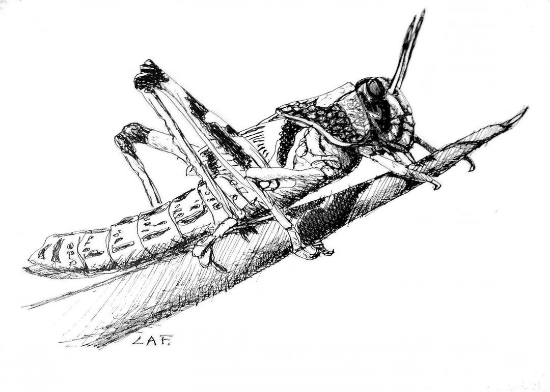 Digital Locust Print, Locust Print, Grasshopper Print Pen and Ink ...