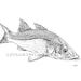 Downloadable Snook Fish Print,pen and Ink Drawing of a Snook ,black and ...