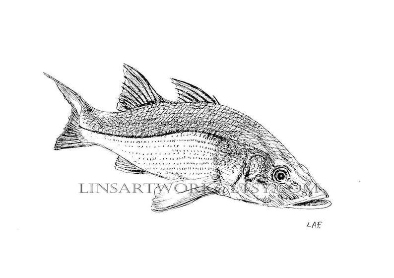 Downloadable Snook Fish Print,pen and Ink Drawing of a Snook ,black and ...