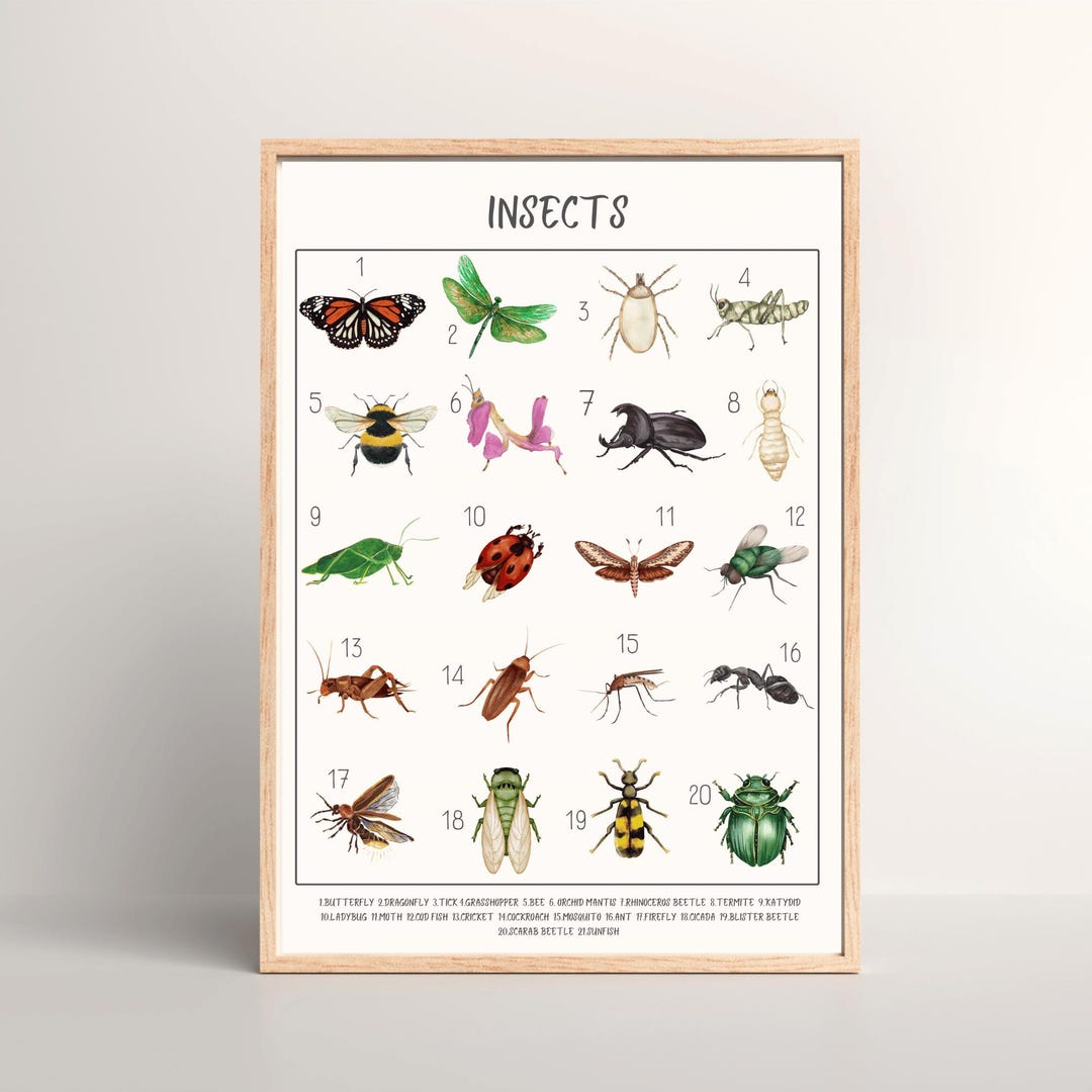 Insects Educational Posters, Watercolor Montessori Homeschool Decor ...