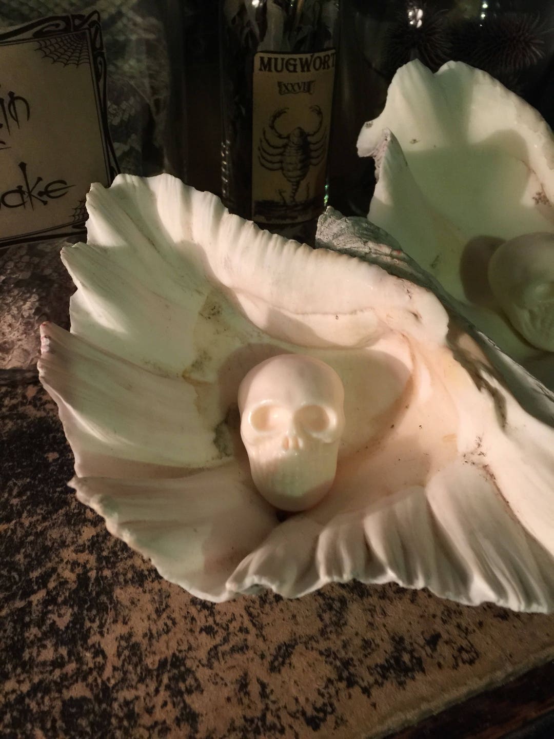 Natural Large Shells Vintage Beach Cottage Decor 33 Dollars Each at ...