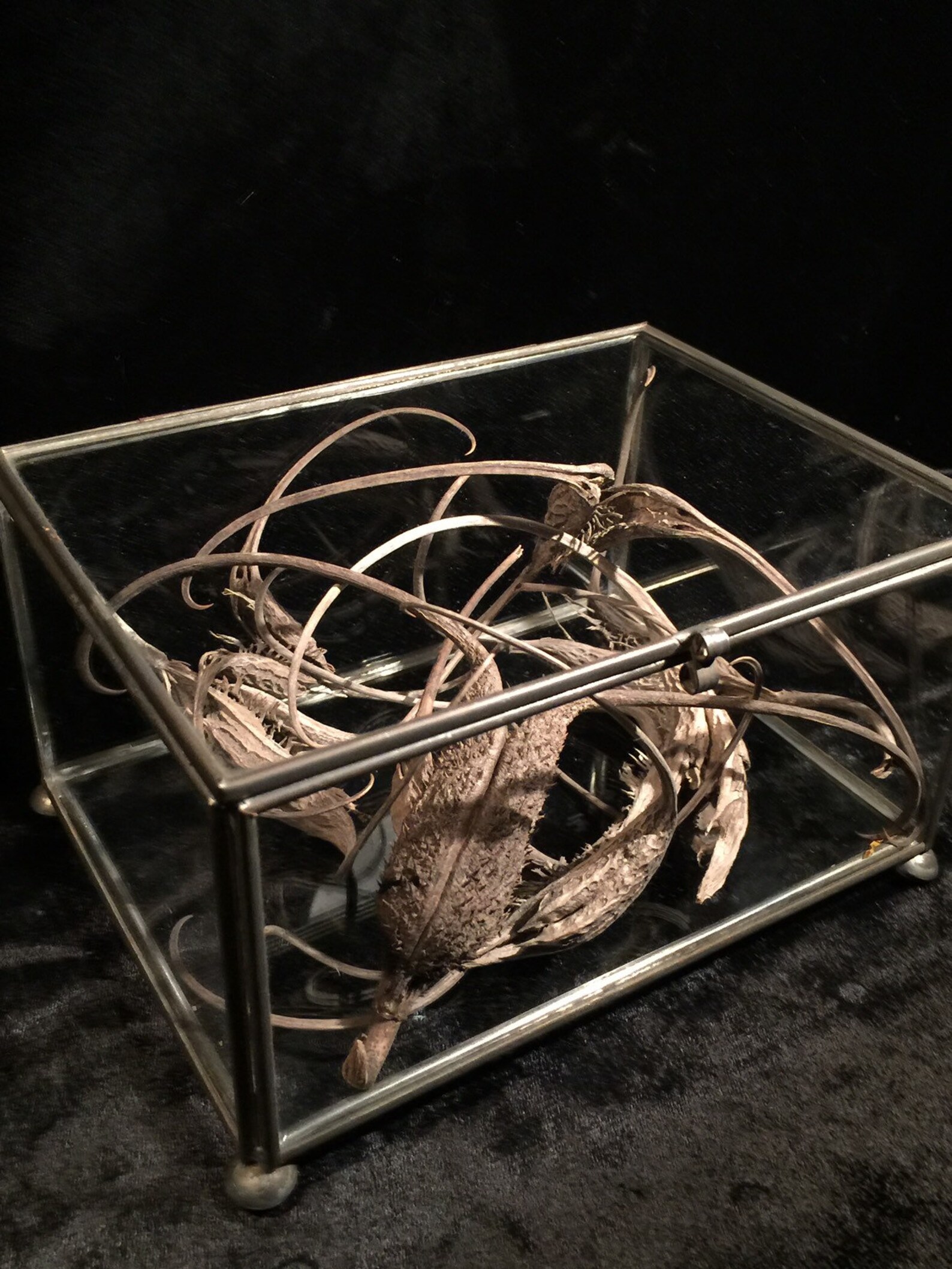 Vintage Display Case Full of Devil's Claw Pods at Gothic - Etsy