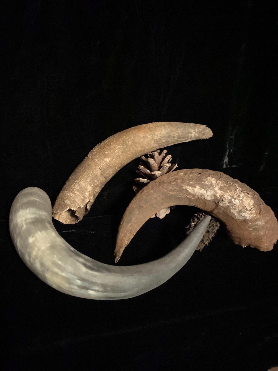 GNARLY OLD HORNS - Devil Voodoo Witchcraft Pagan Viking Occult Supplies ...