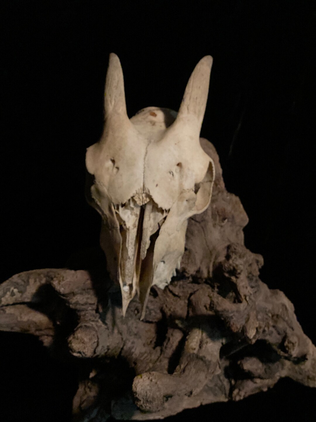 VINTAGE Age Worn SKULL With Teeth so Precious - Etsy