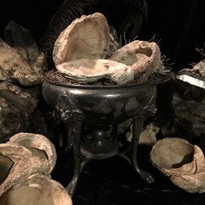 Ancient Encrusted Shells Natural Vintage Beach Cottage Decor 7dollars ...