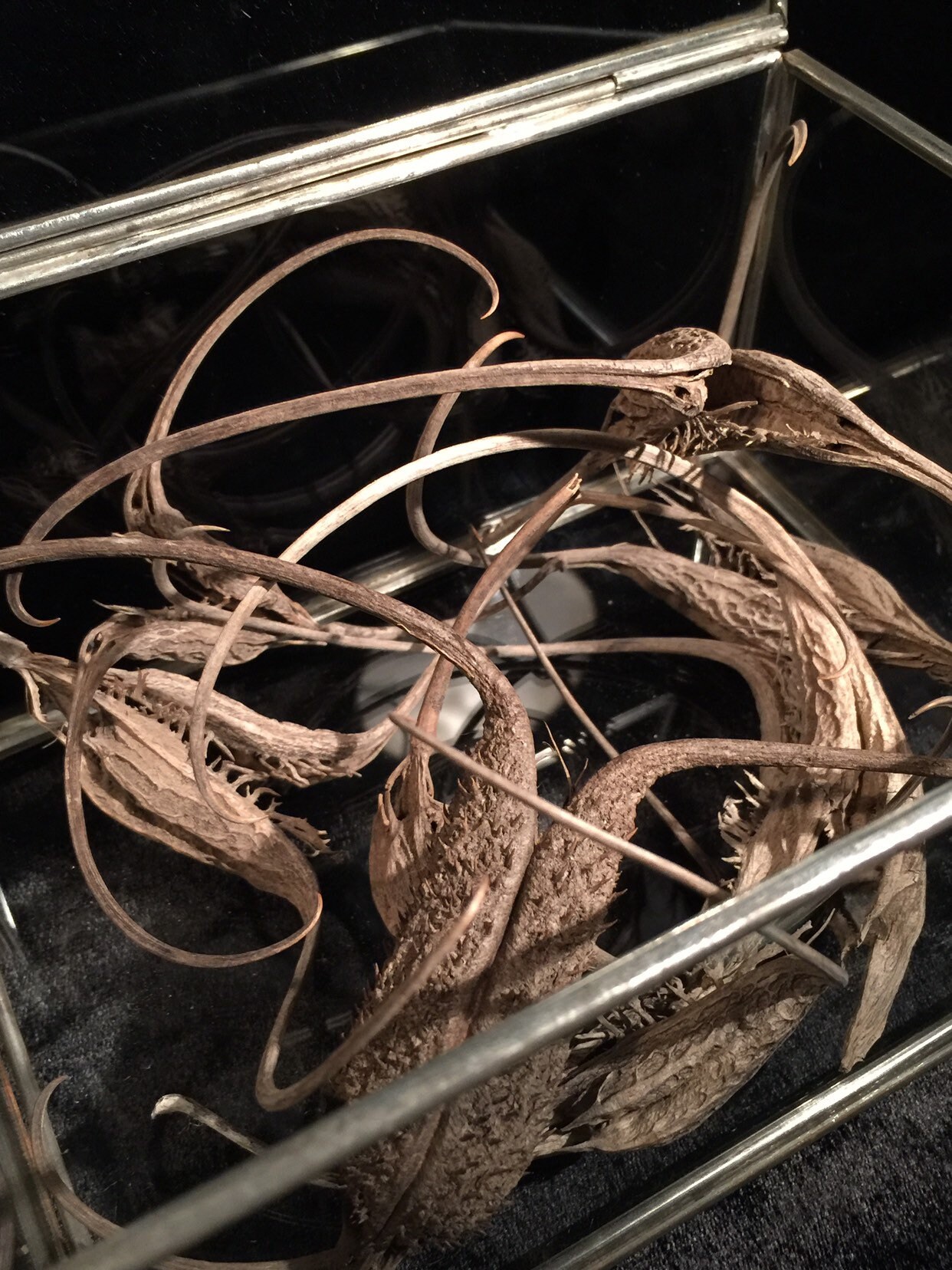 Vintage Display Case Full of Devil's Claw Pods at Gothic - Etsy