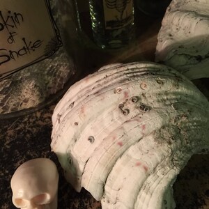 Natural Large Shells Vintage Beach Cottage Decor 33 Dollars Each at ...