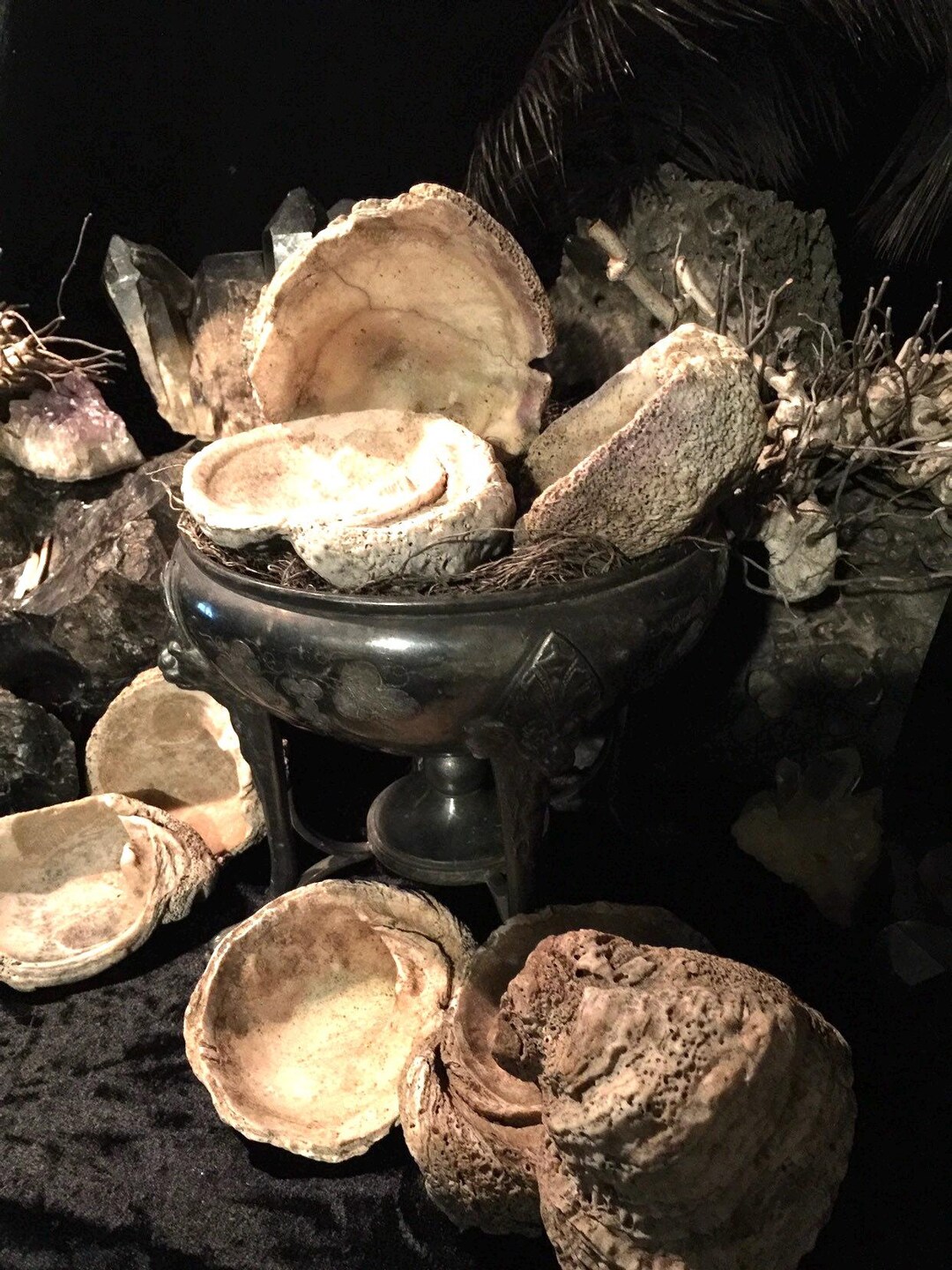 Ancient Encrusted Shells Natural Vintage Beach Cottage Decor 7dollars ...