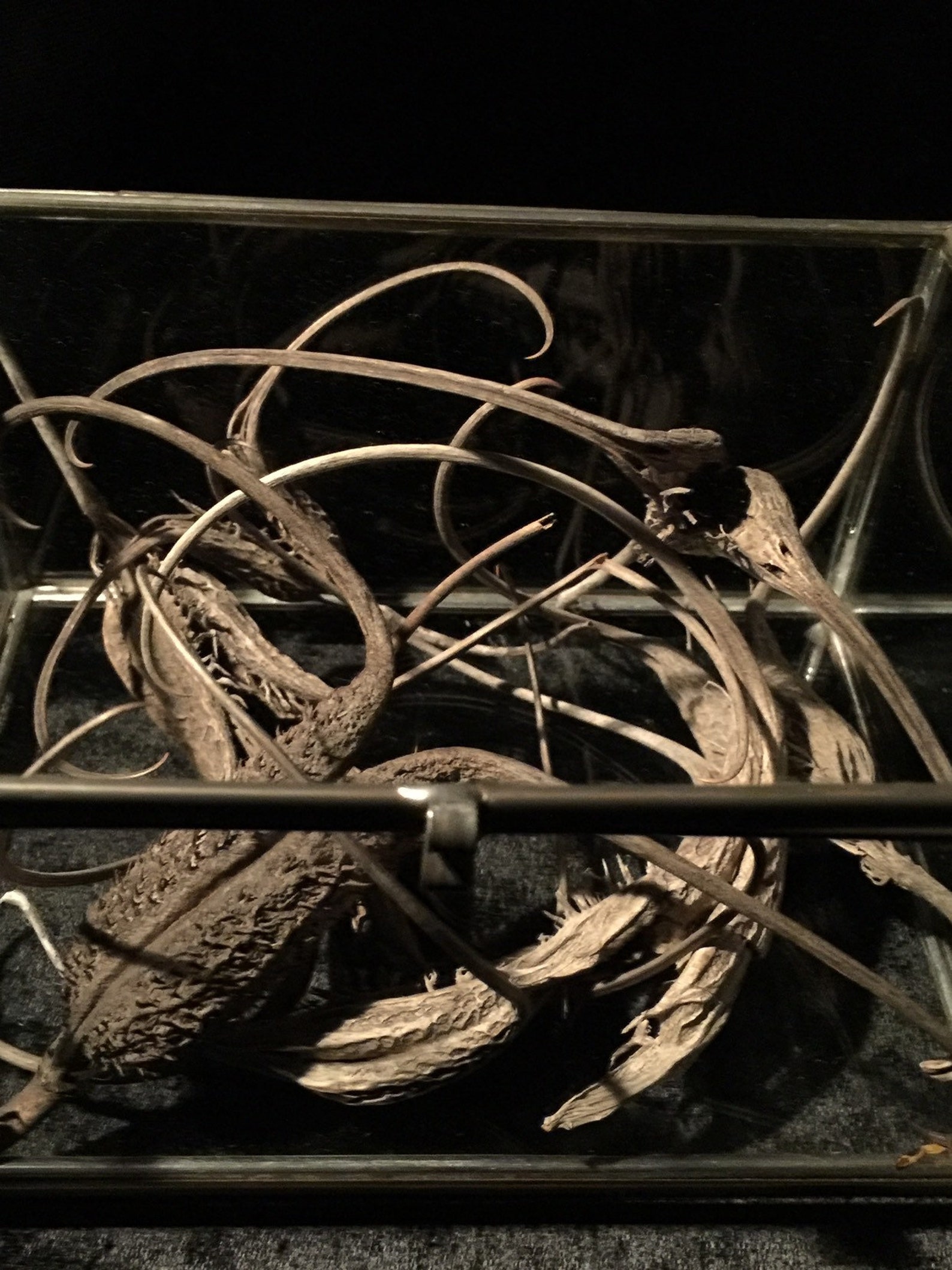 Vintage Display Case Full of Devil's Claw Pods at Gothic - Etsy