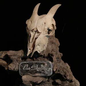 VINTAGE Age Worn SKULL With Teeth - so Precious! - Etsy