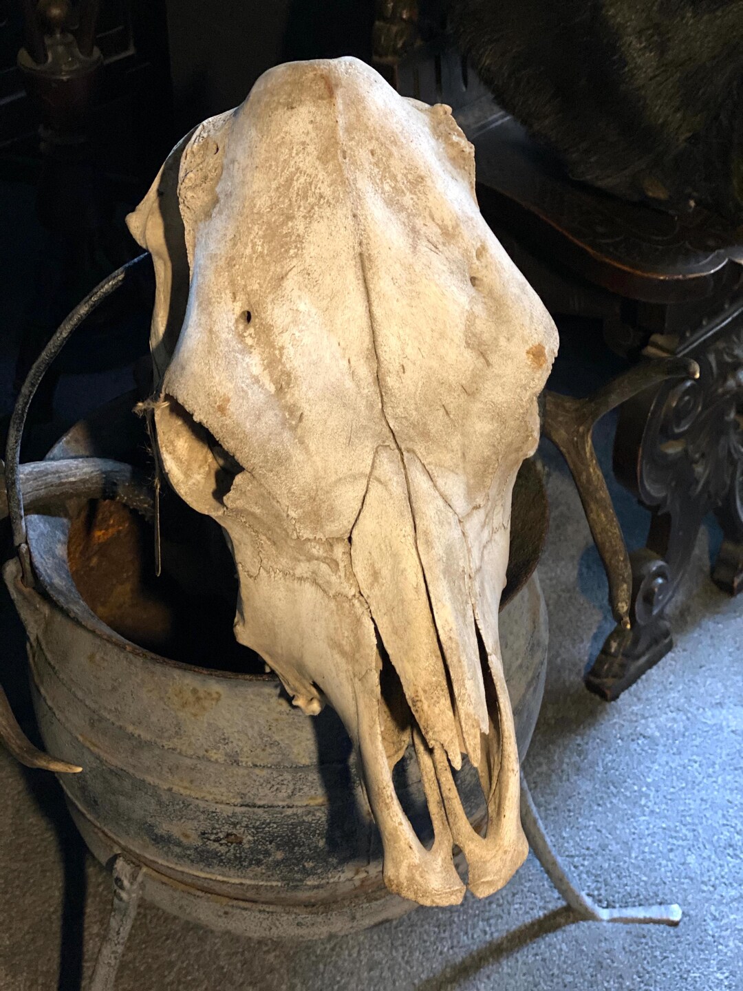 Big Head Skull Age Worn and Weathered Vintage Decor for Farmhouse Cabin ...