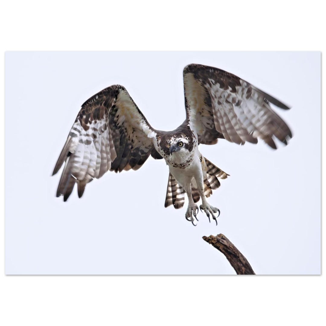 Osprey Taking Flight Fine Art Print | Coastal Bird Photography | Museum ...