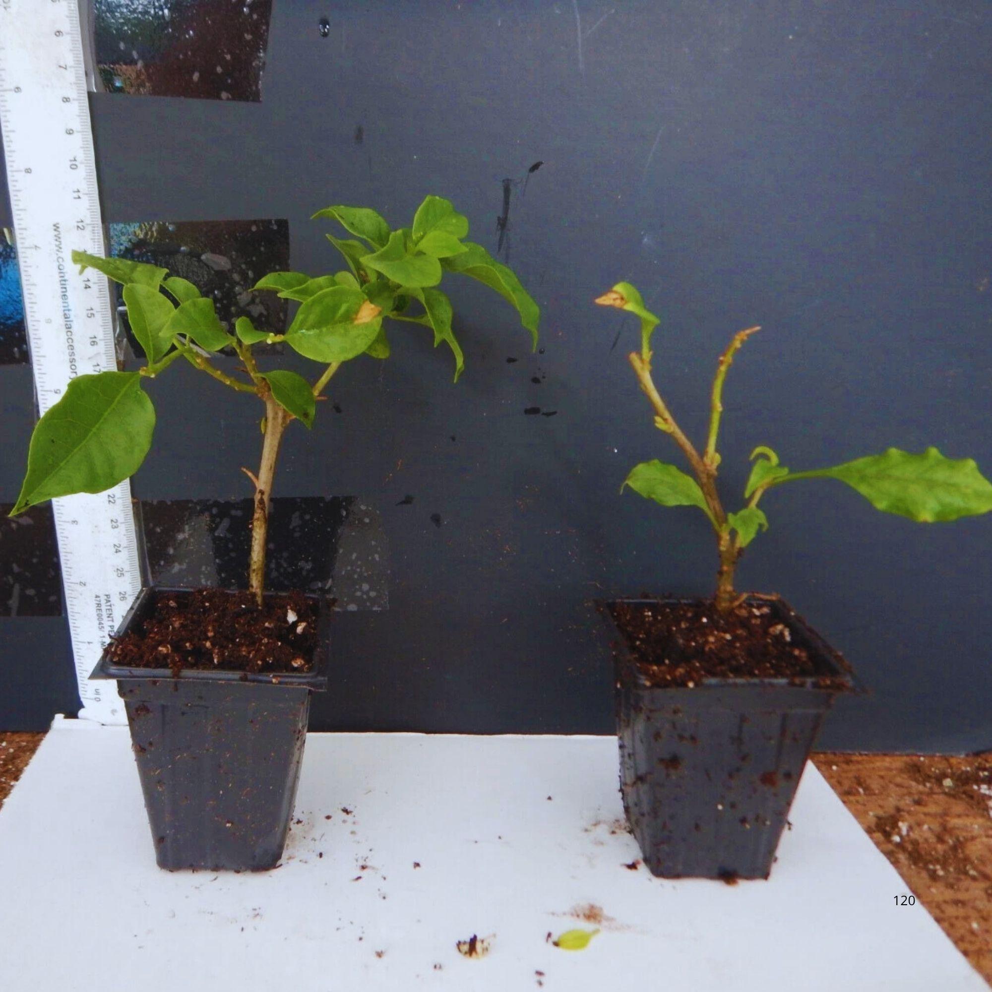 Violet Bougainvillea Live Plant | Well Rooted Starter Plug | Tropical ...