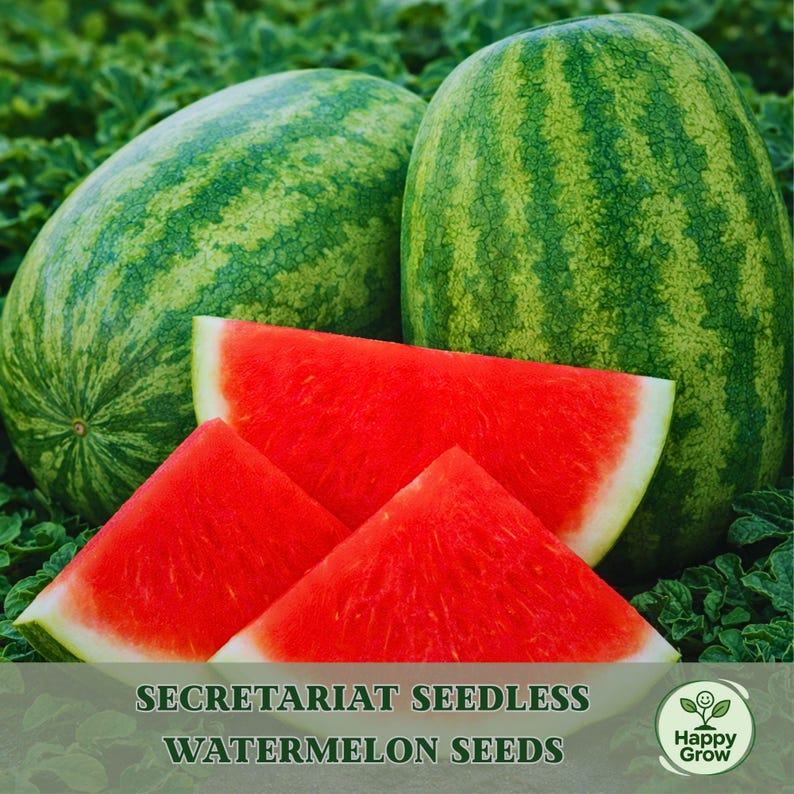 50+ Secretariat Seedless Watermelon Seeds – Extra Sweet Red Flesh ...