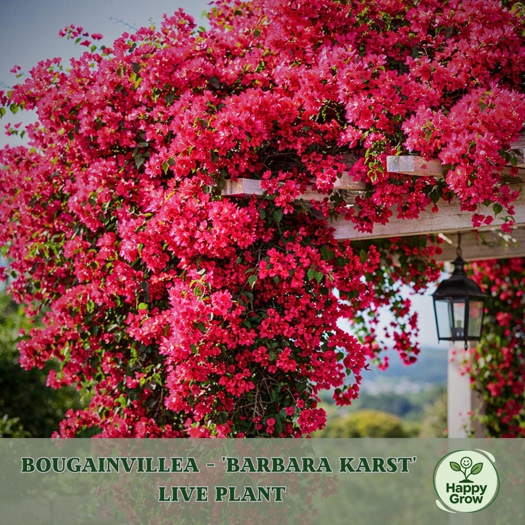 Bougainvillea ‘barbara Karst’ – Live Plant Vibrant Red Climbing Vine - Etsy