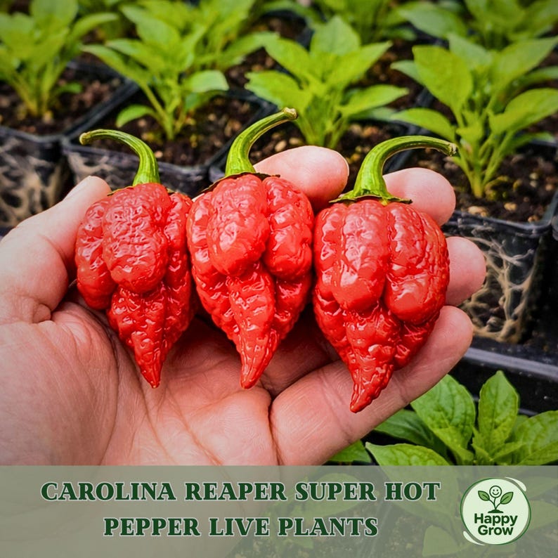 Lot of 3 Carolina Reaper Live Pepper Plants – 75+ Days Old, Super Hot ...