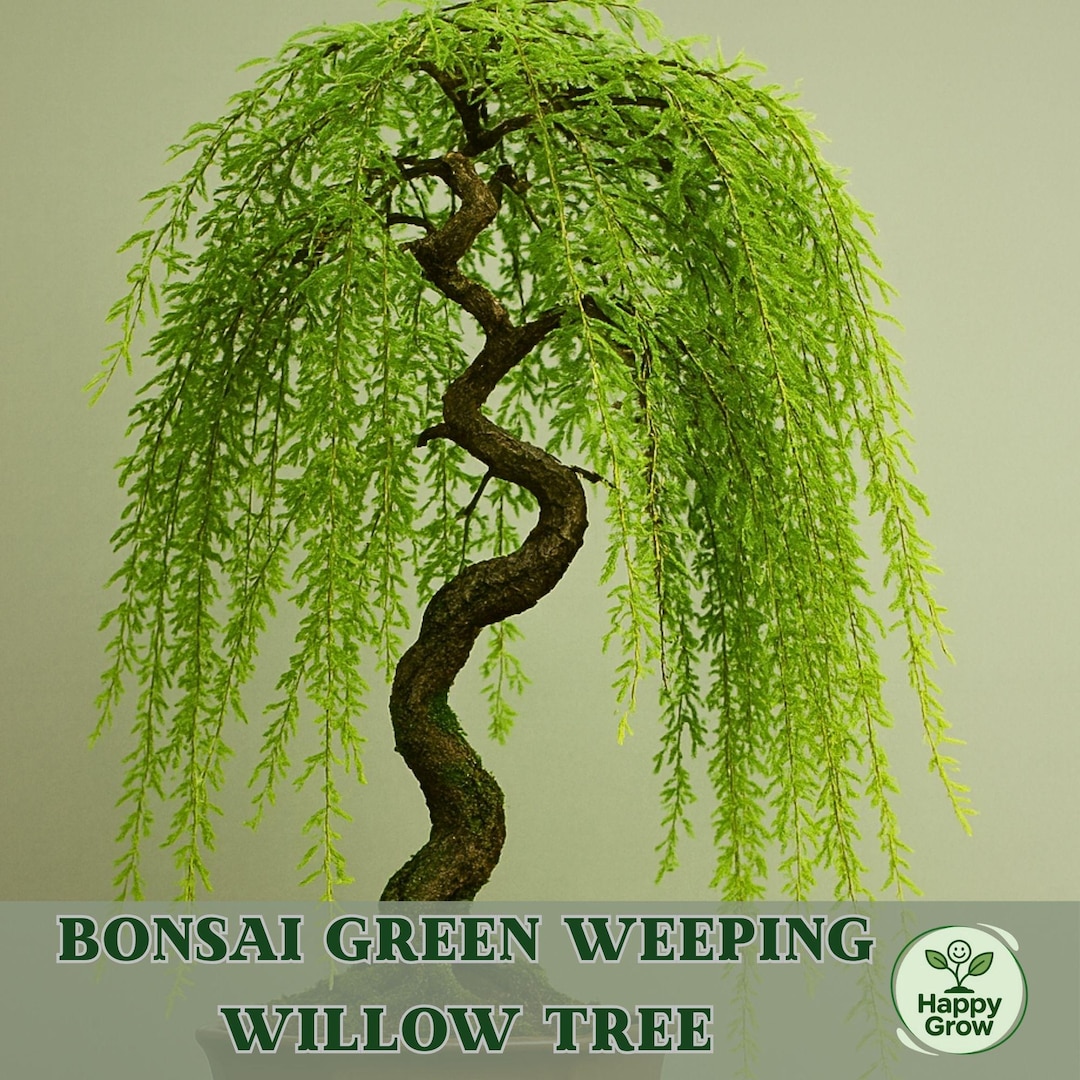 Bonsai Green Weeping Willow Tree | Thick Trunk Cutting | Live Willow ...