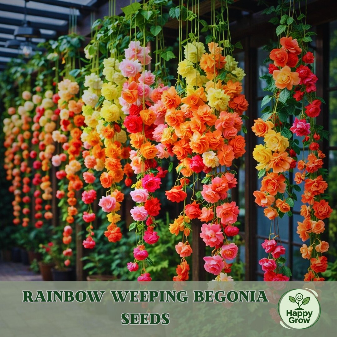 25+ Rainbow Weeping Begonia Seeds – Colorful Cascading Garden Flowers ...