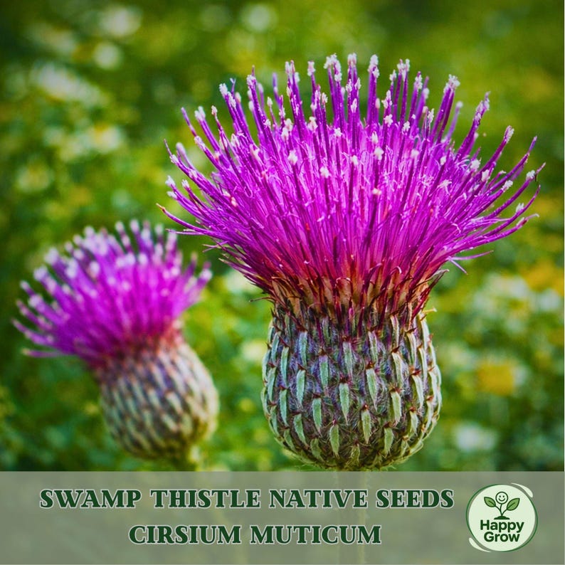 100 Swamp Thistle Seeds – Native Wildflower Cirsium Muticum - Etsy