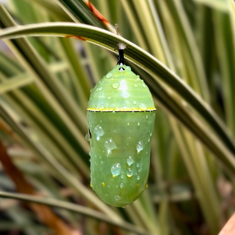 Butterflies Cocoon - Etsy
