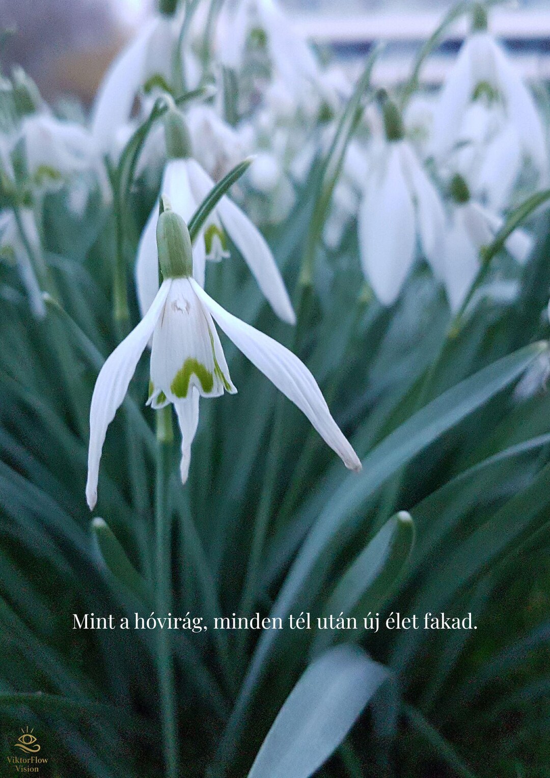 Snowdrop Motivational Poster: Inspirational Spring Decor (digital ...
