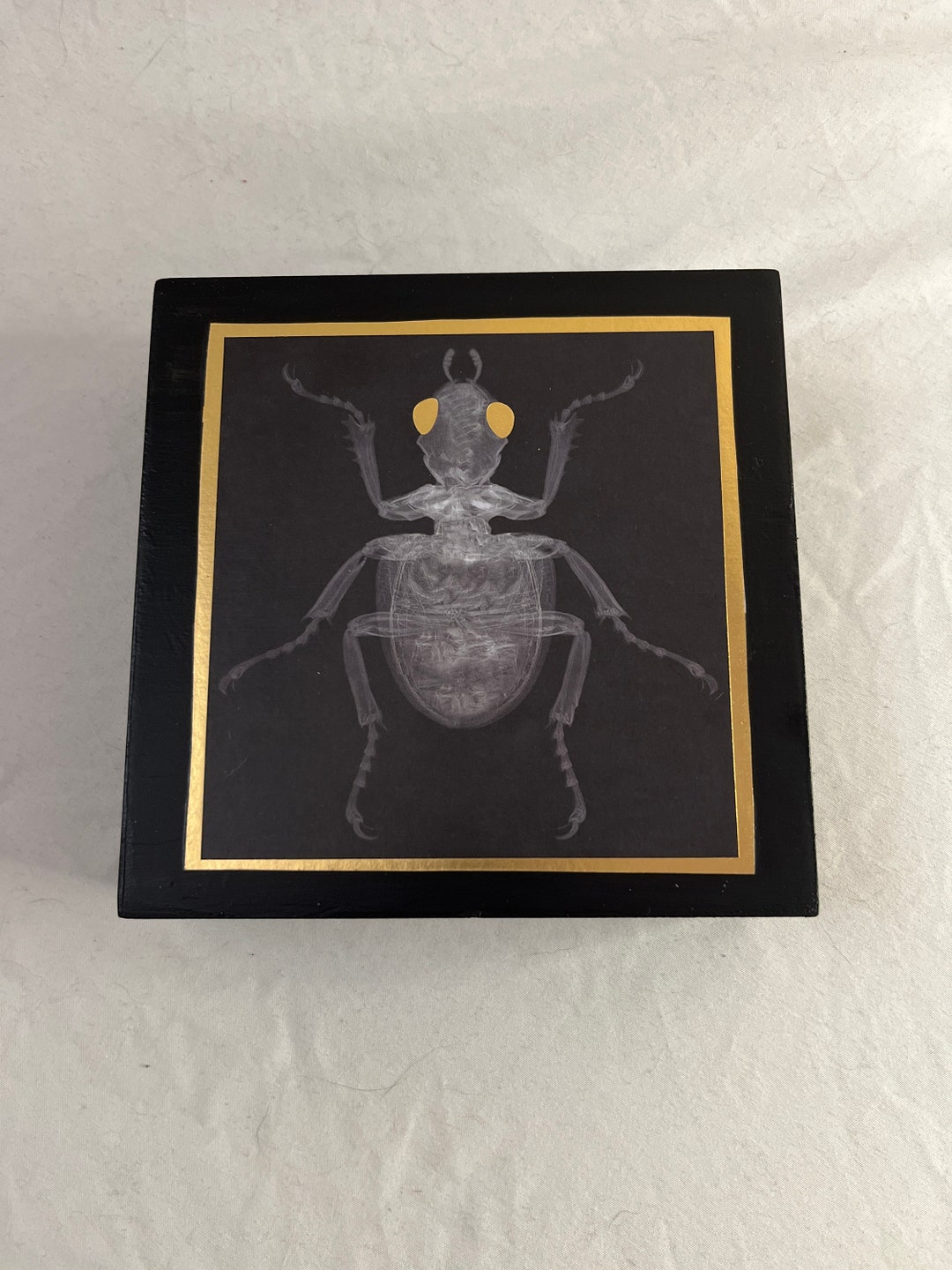Insect X-ray Shelf Sitter Gothic Decor - Etsy