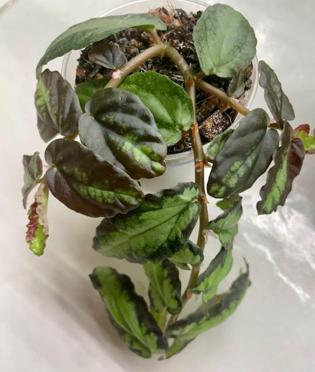 Trailing Watermelon Begonia - Etsy