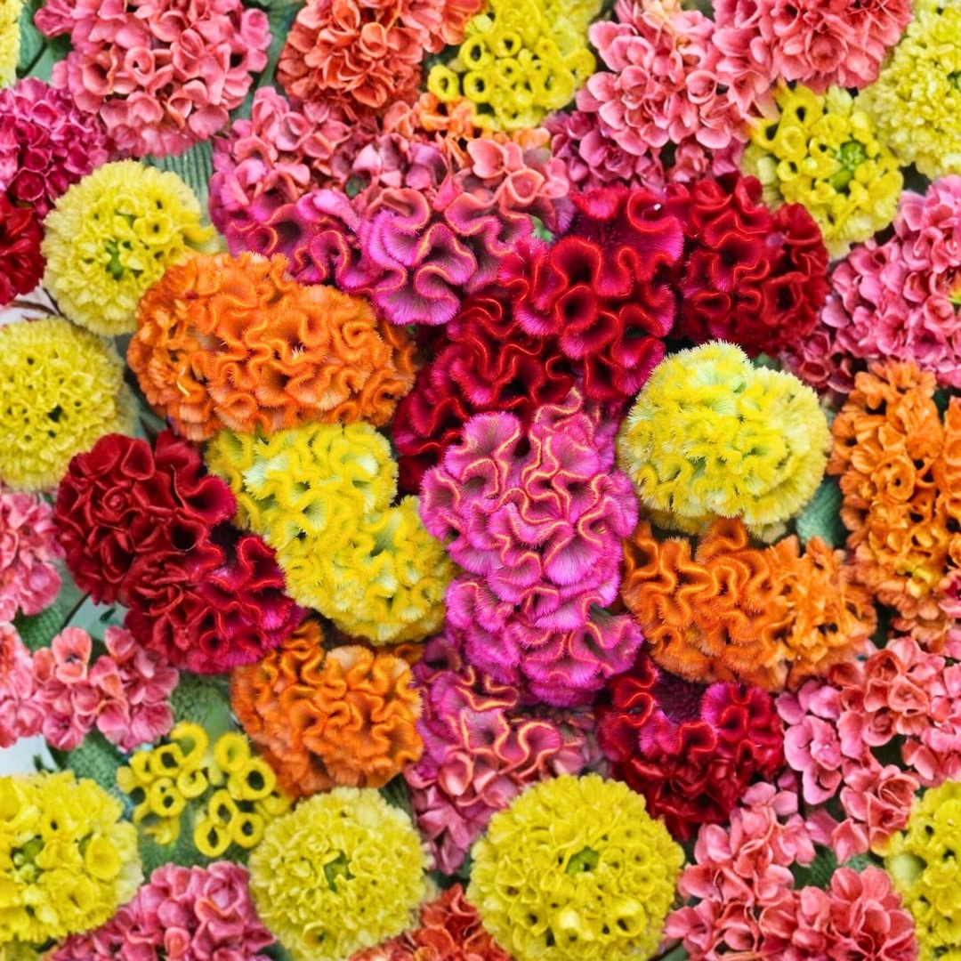 500 Celosia Cockscomb Seeds – Crested Mix Heirloom Flowers, Non-gmo ...
