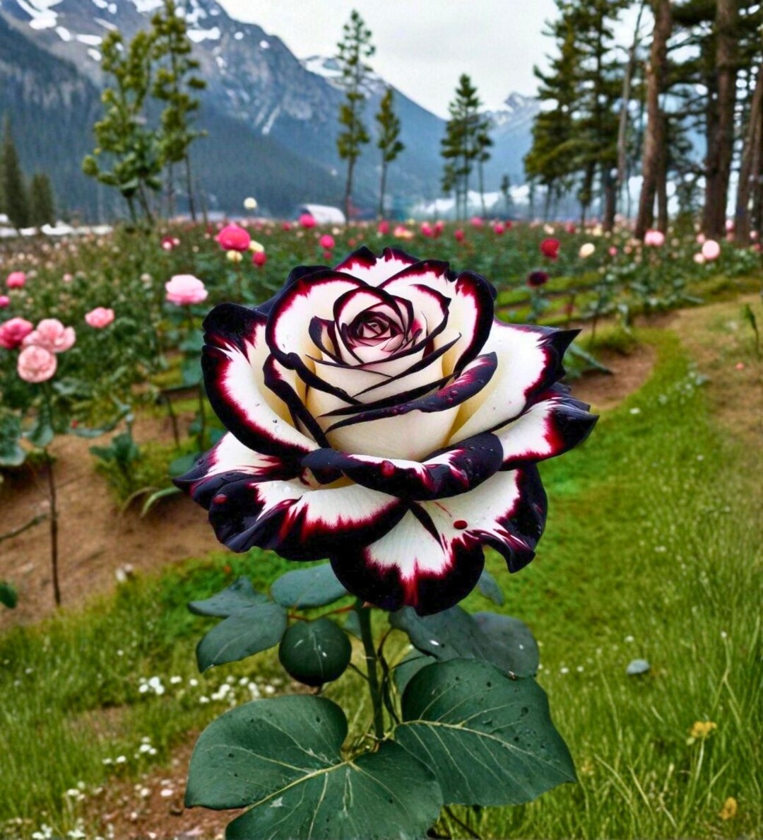 88 Rose Bush Seeds | Red & White Rose Flowers | Ornamental Garden Roses ...
