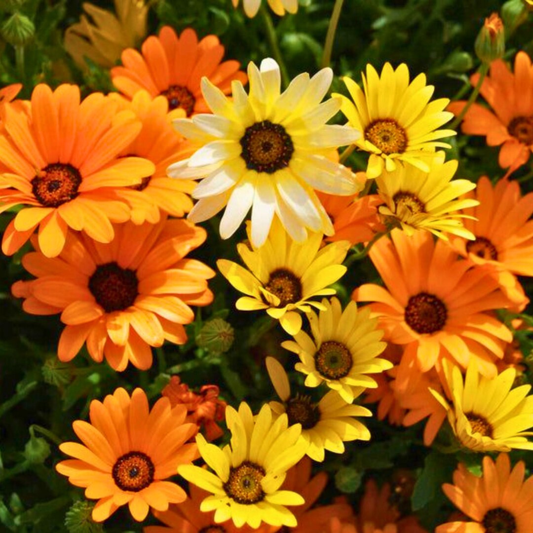 100 African Daisy Mix Seeds Dimorphotheca Aurantiaca for Planting ...