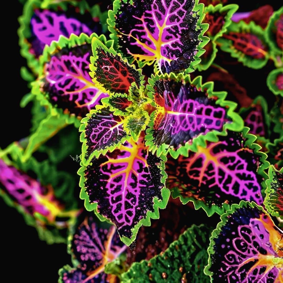 25 Rekwiat Rainbow Coleus Seeds Colorful Solenostemon Scutellarioides ...