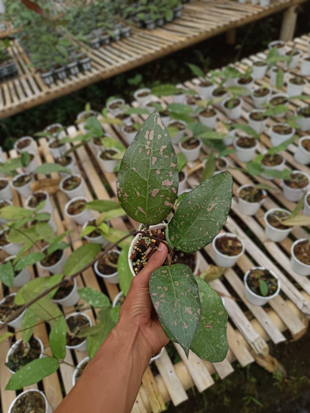 Hoya Bird of Paradise – Exotic Foliage, Easy-care Beauty - Etsy