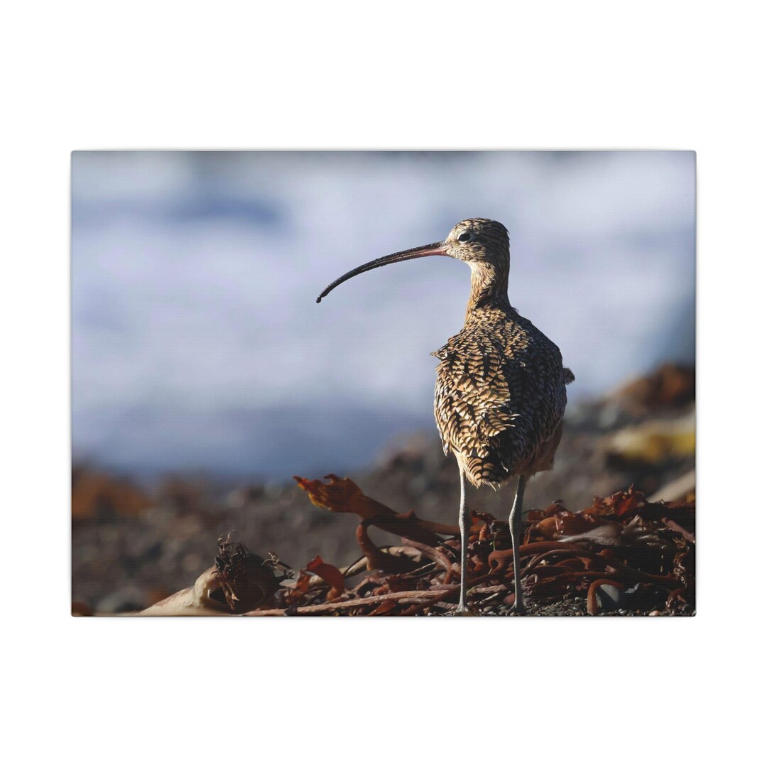 Nature-inspired Canvas Wall Art, Shore Bird Decor, Home Decoration - Etsy